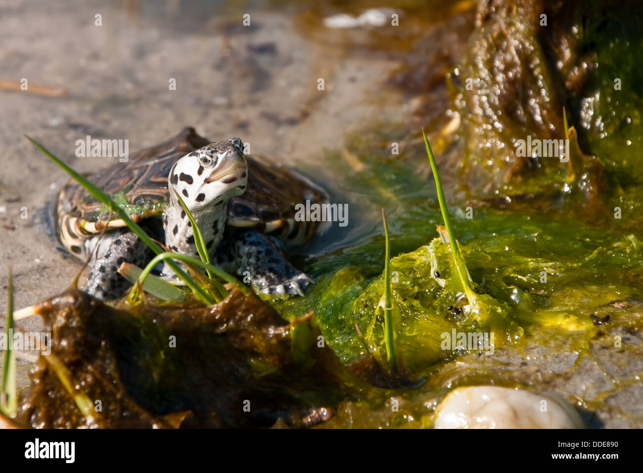 Diamondback Terrapin (Malaclemys terrapin Stock Photo - Alamy