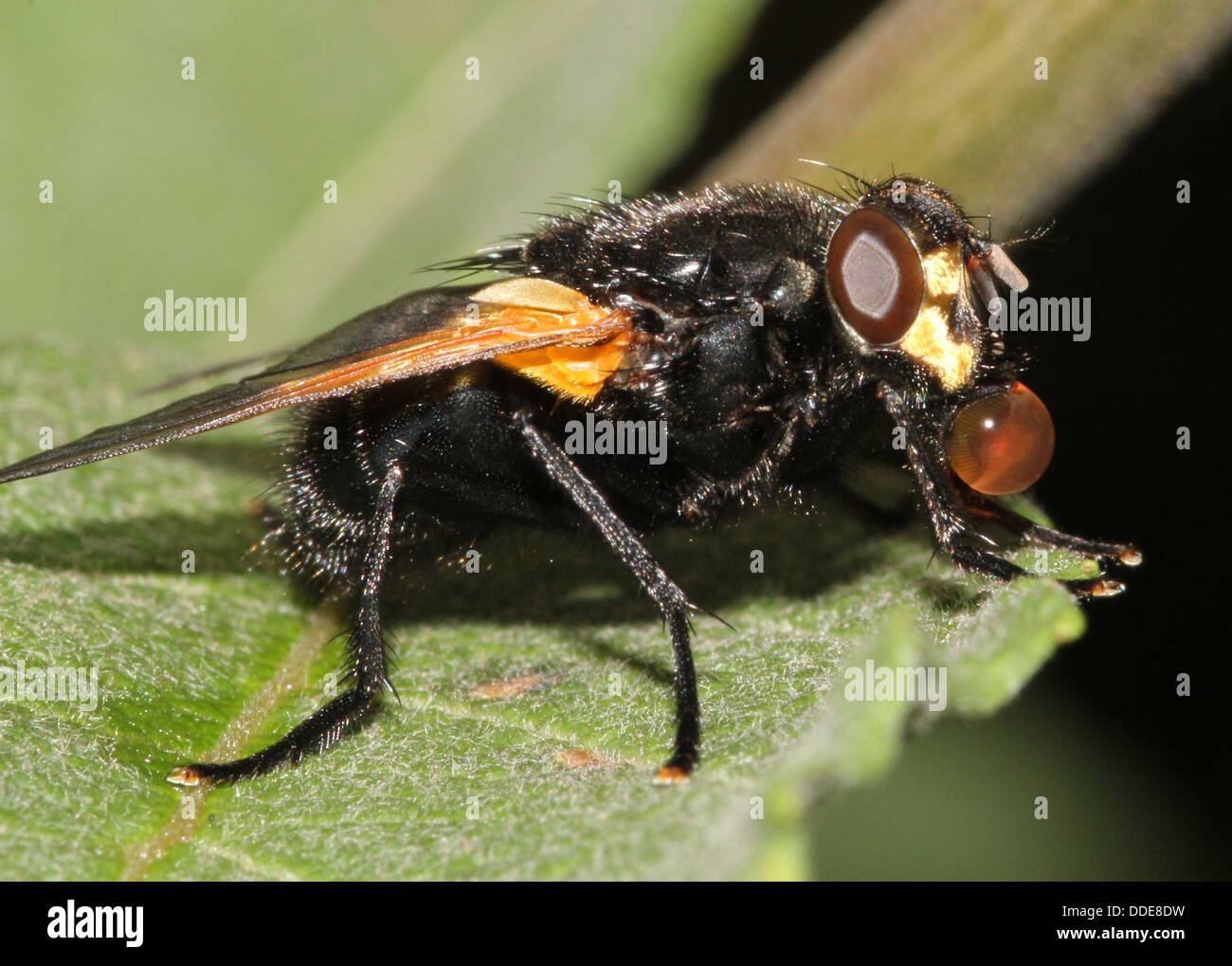 Diptera fly droplet hi-res stock photography and images - Alamy