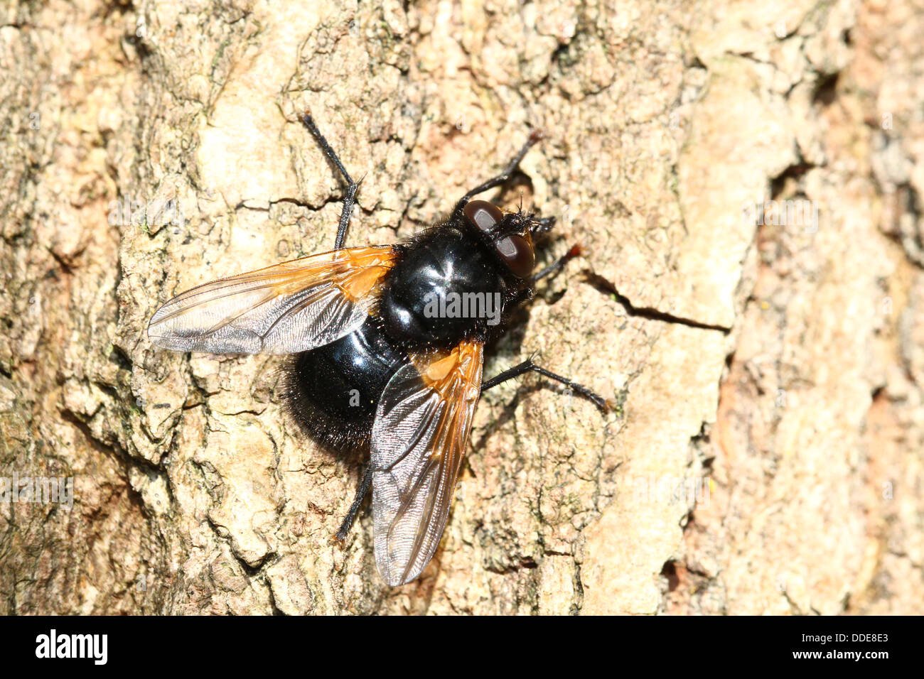 Noon Fly (Mesembrina meridiana) posing on a leaf and on a tree trunk ...
