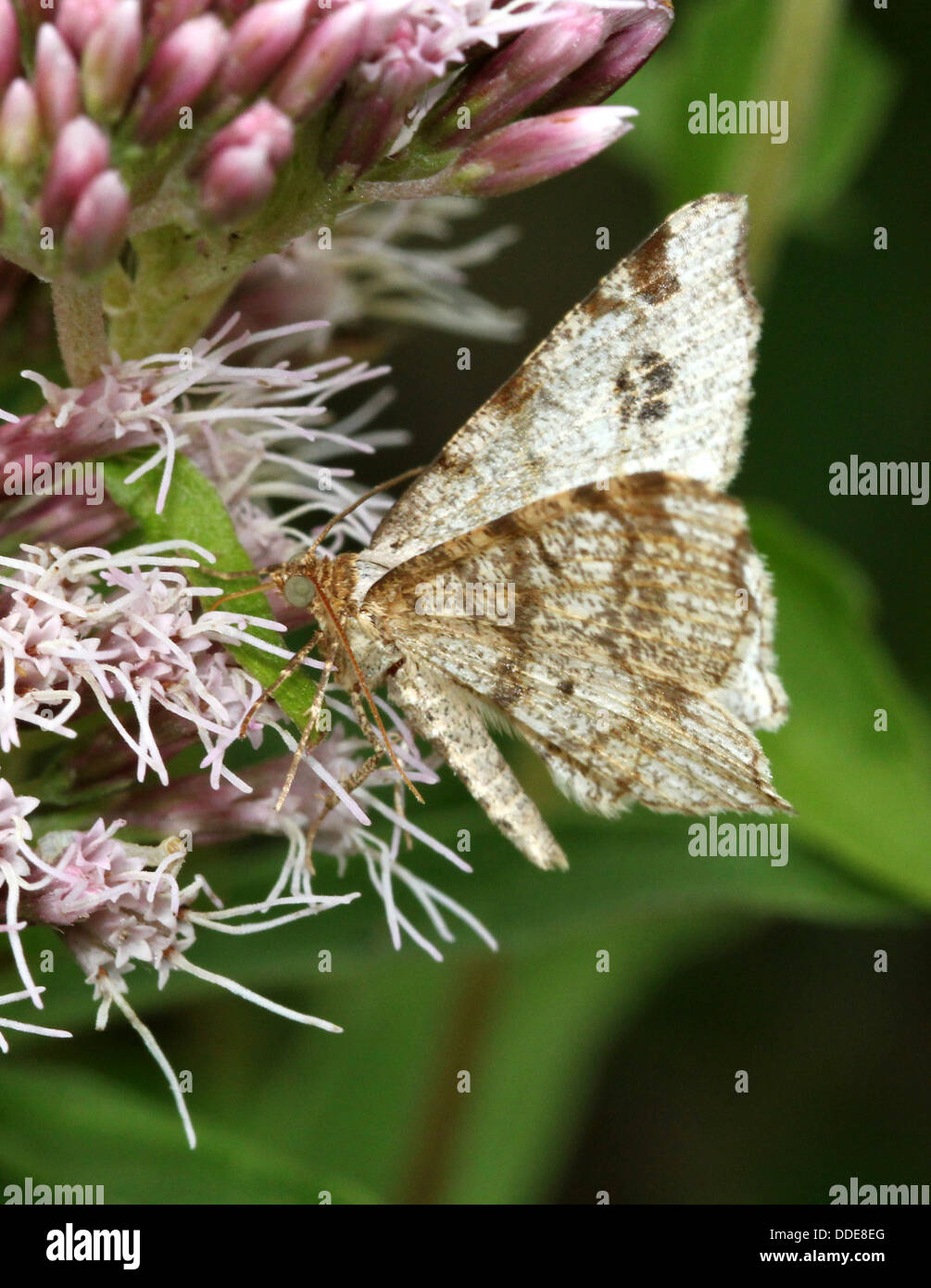 Macaria notata peacock moth hi-res stock photography and images - Alamy