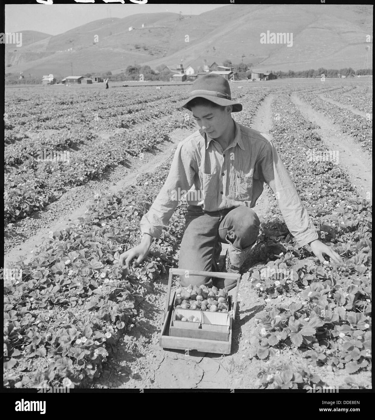 Strawberry picking near Mission San Jose, California, is shown just ...