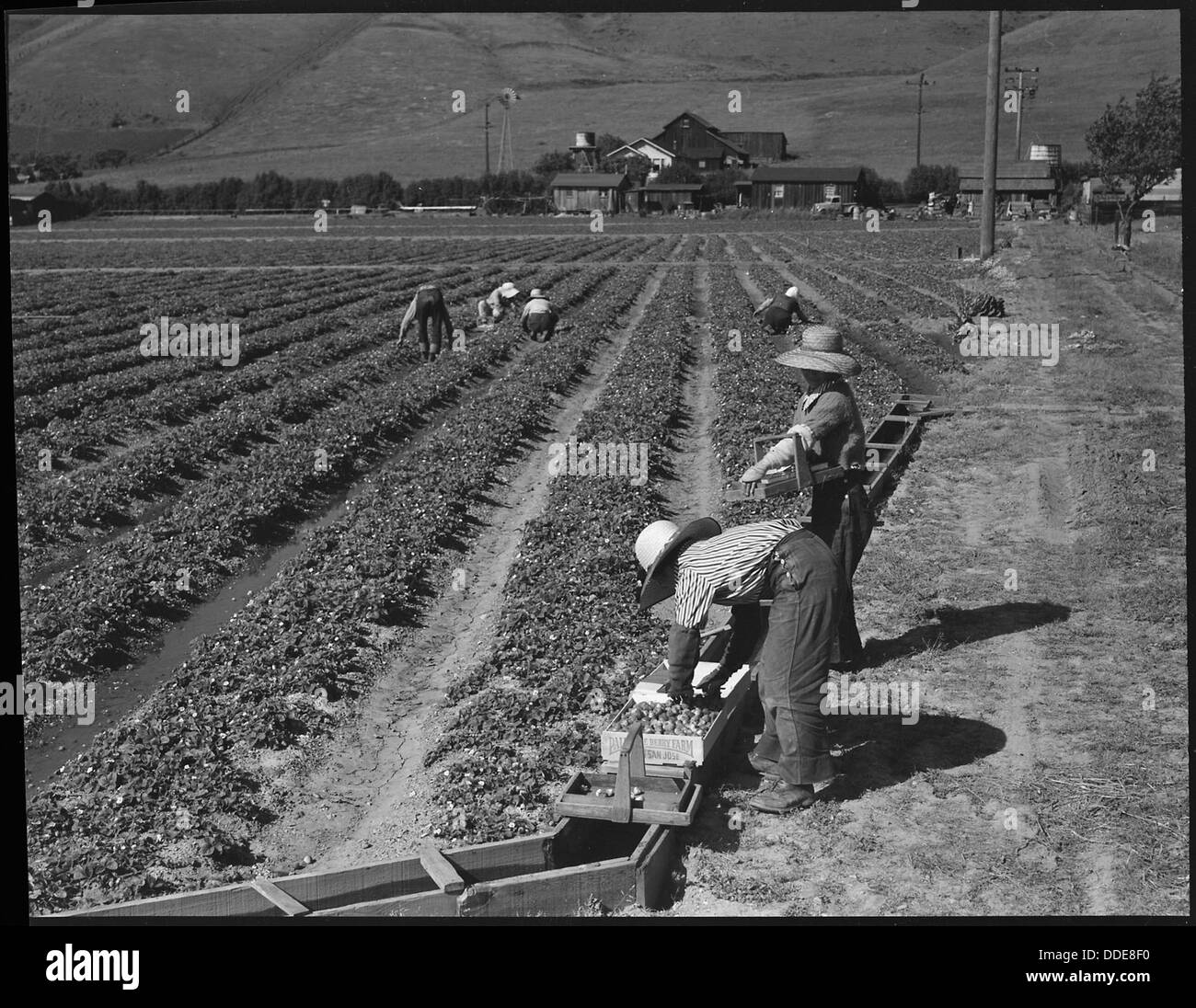 A family works in a strawberry field near Mission San Jose in Santa ...