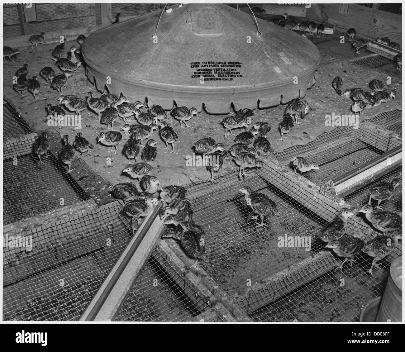 An interior view of a brooding room in Newberry County, South Carolina ...