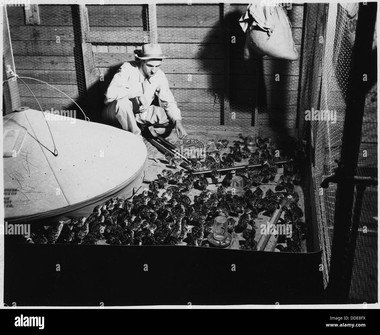Inside a brooder house in Newberry County, South Carolina, used for ...