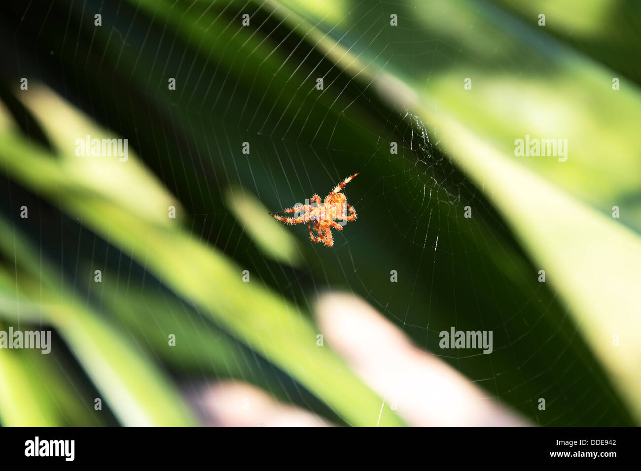 Yellow gold and white spider in web with green background Stock Photo ...