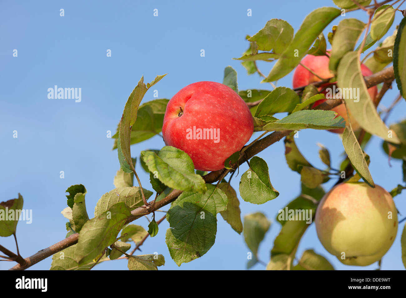 Apple tree branch with fruits. Scientific name: Malus domestica Stock ...