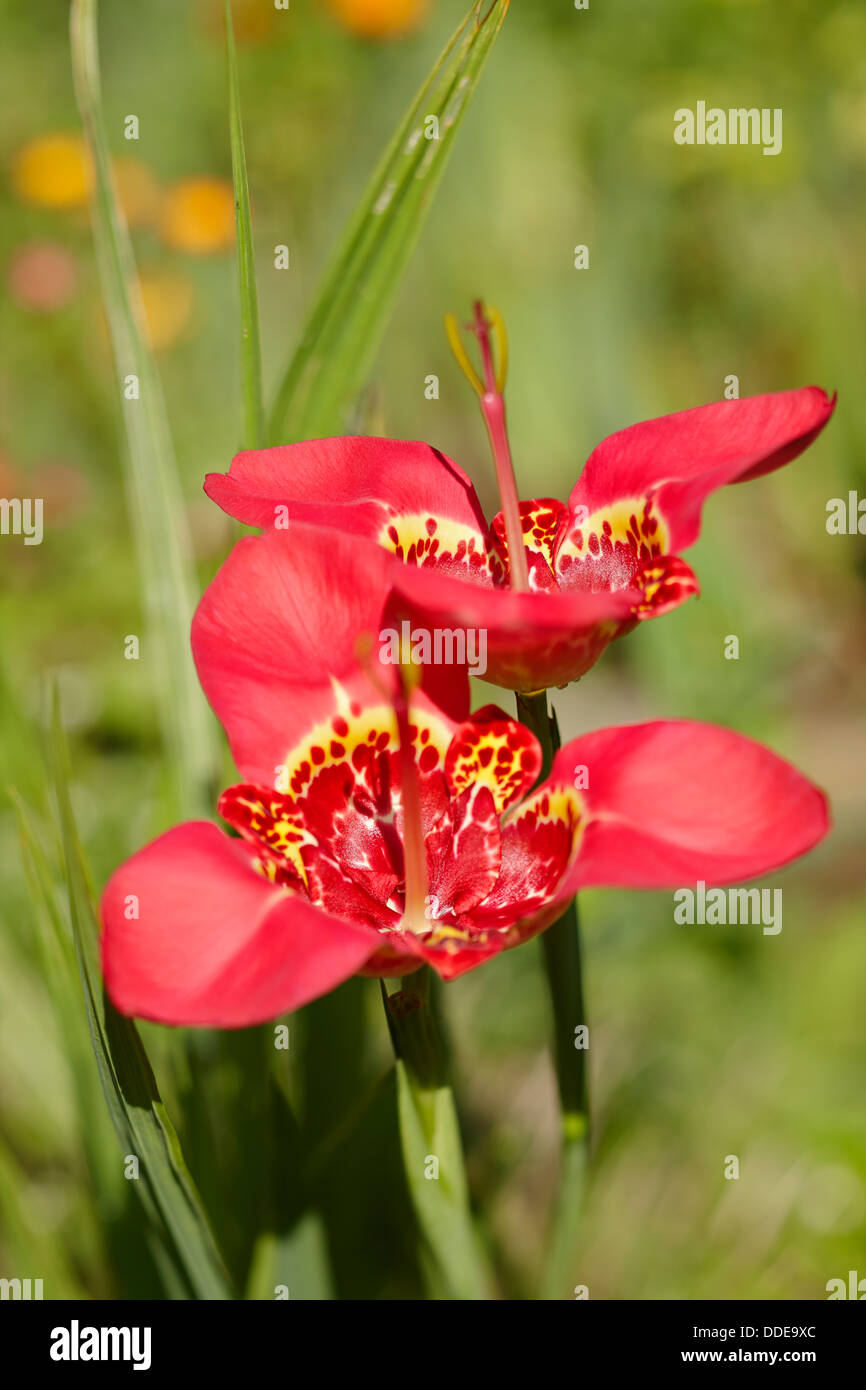 Close up view of red Tigridia (Tigridia pavonia) flowers growing in a ...