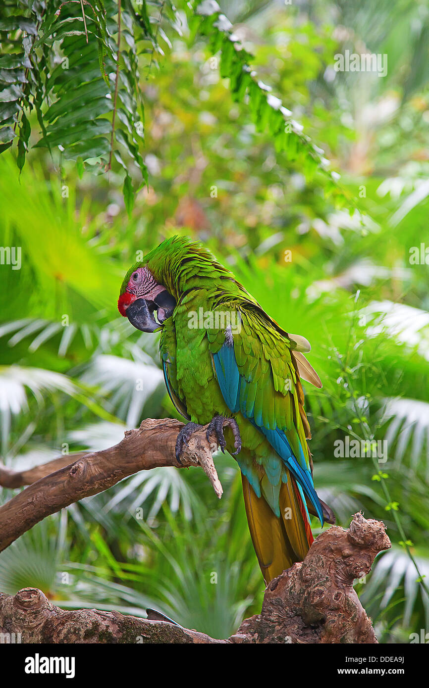 A green ara parrot in the jungle Stock Photo - Alamy
