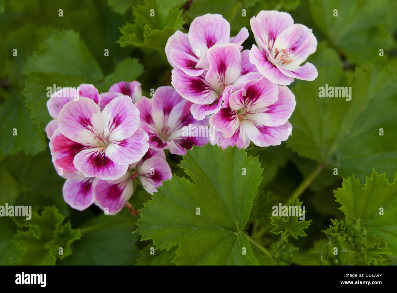 Pelagonia High Resolution Stock Photography and Images - Alamy