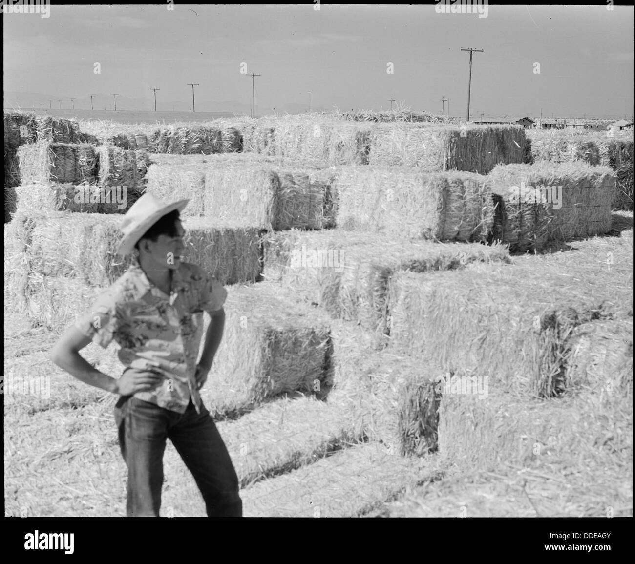 Straw for bales Black and White Stock Photos & Images - Alamy