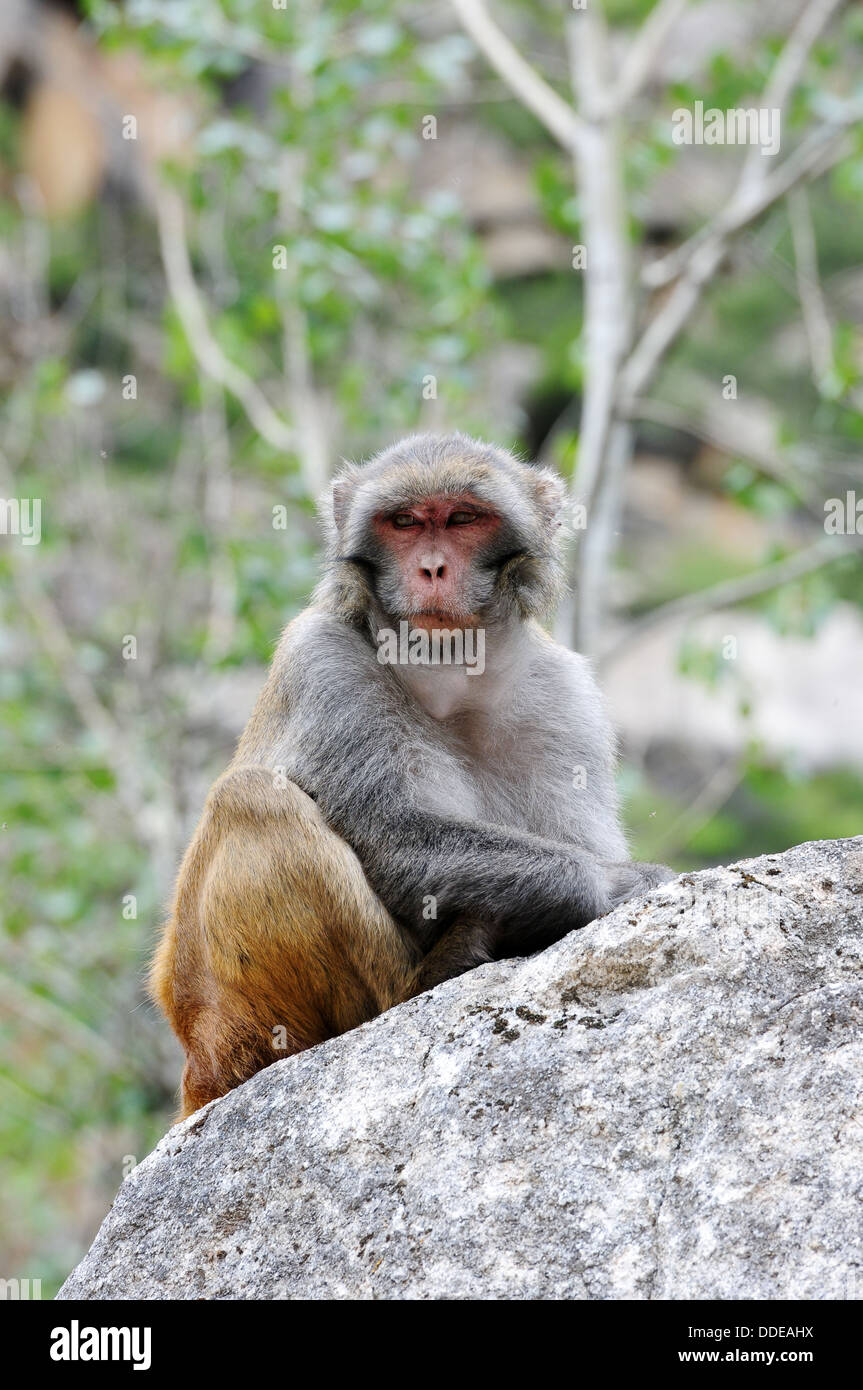 monkey baboon wild ape baby brown fur black forest primate fauna zoo ...