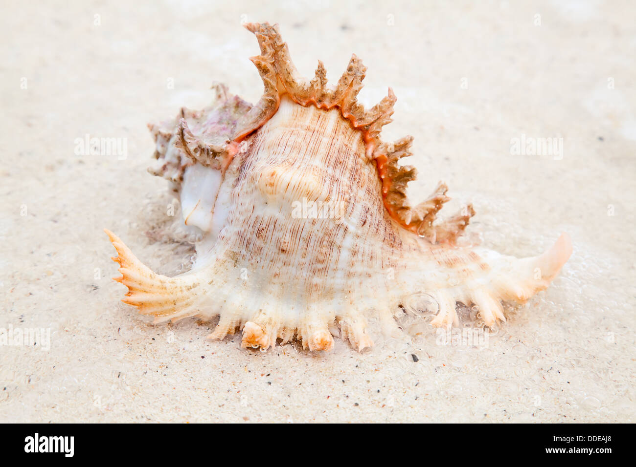 Sea shell on the shore Stock Photo - Alamy