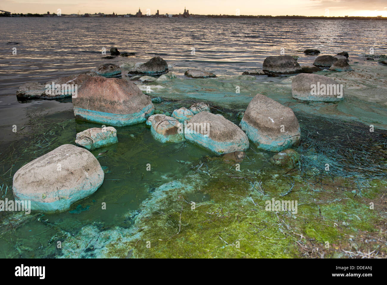 Blooms of cyanobacteria hi-res stock photography and images - Alamy