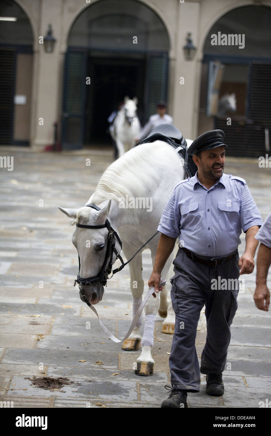 Lipizzans on the way across the road to begin training at the Spanish ...