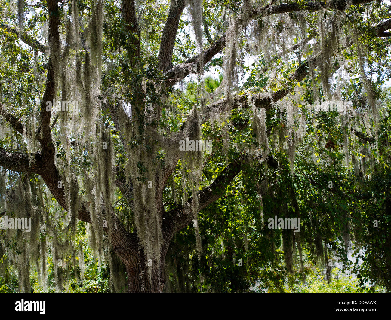 Spanish Moss on a Live Oak Tree in Brevard County Florida Stock Photo ...