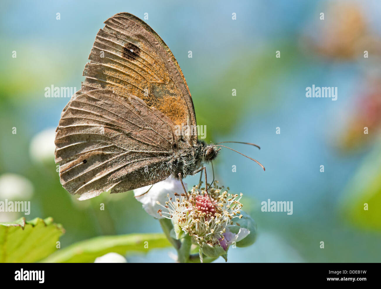 Meadow Brown-Maniola jurtina butterfly. Uk Stock Photo - Alamy