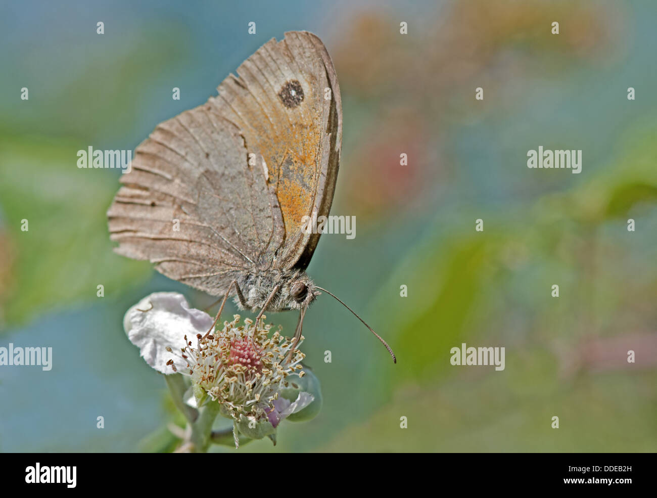 Meadow Brown-Maniola jurtina butterfly. Uk Stock Photo - Alamy