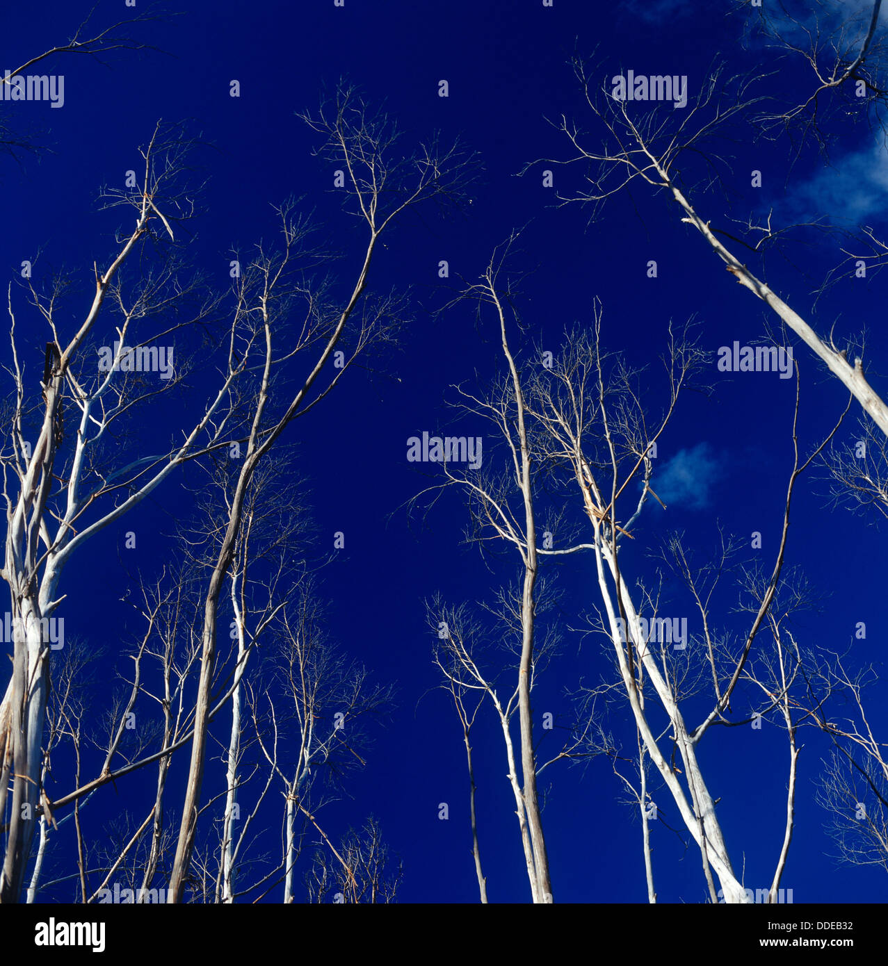 Dead trees on blue sky background Stock Photo - Alamy