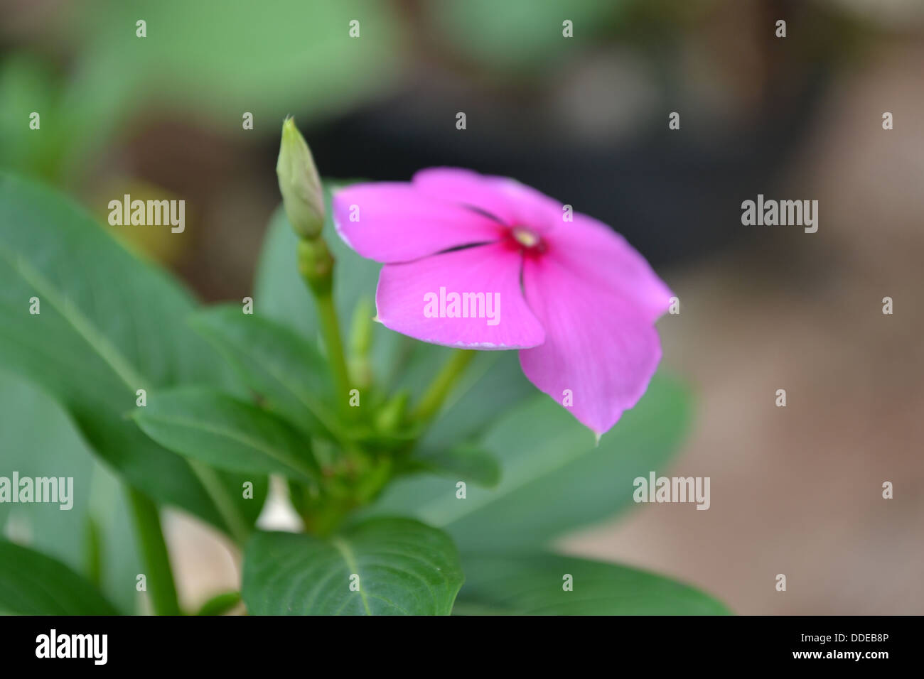 Single leaf hi-res stock photography and images - Alamy
