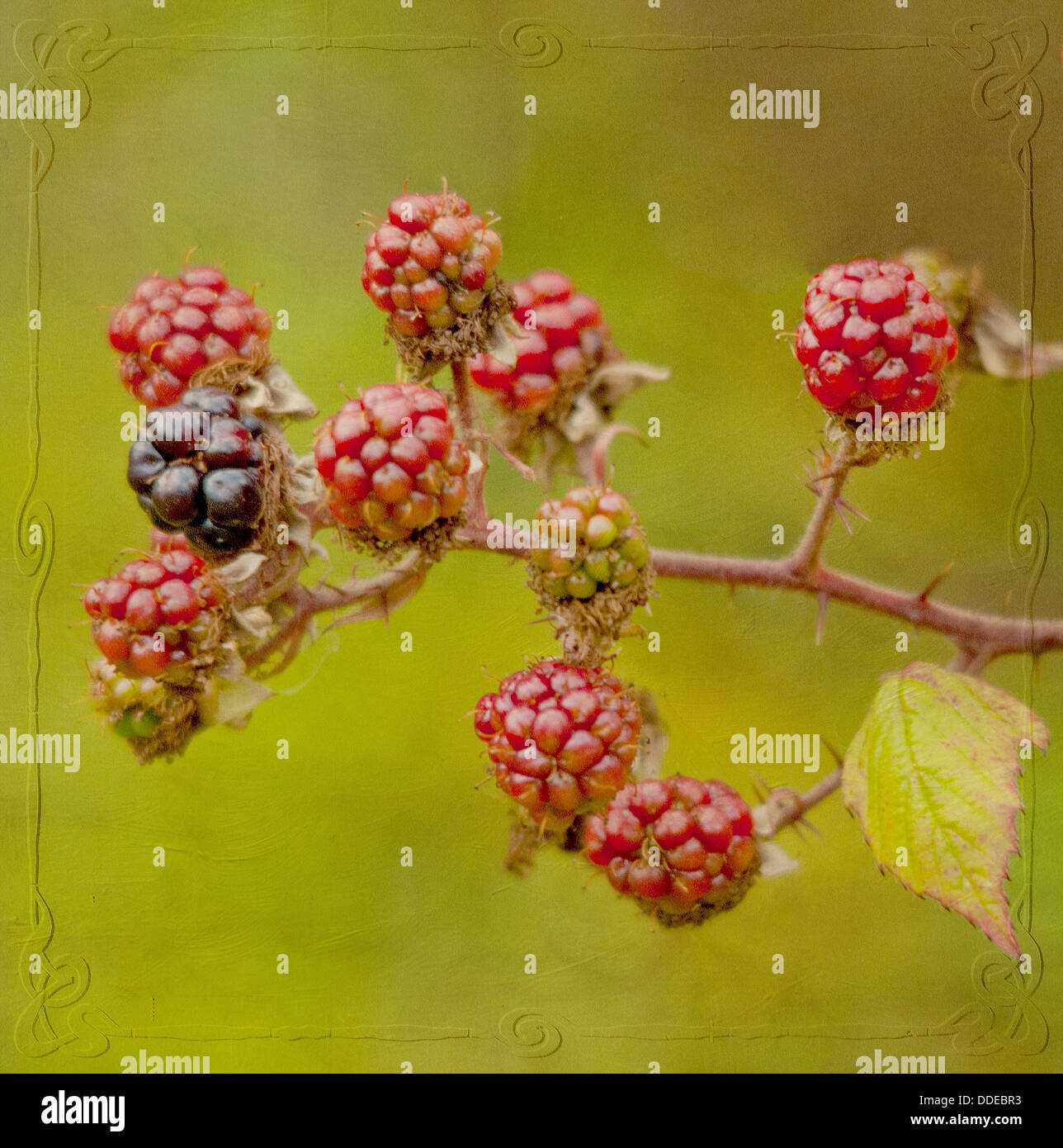 Brambles leaf hi-res stock photography and images - Alamy