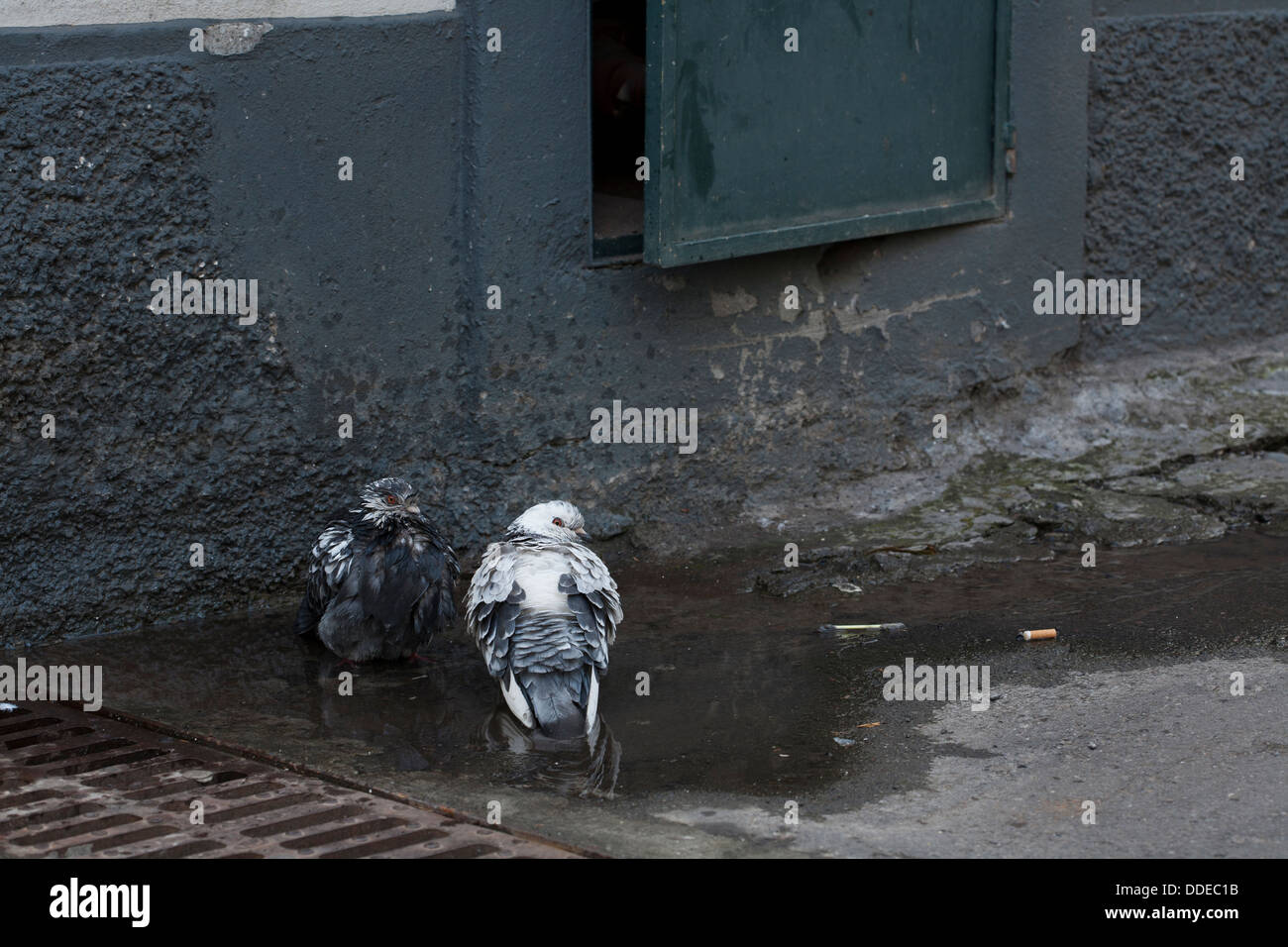 Dirty Pigeon High Resolution Stock Photography and Images - Alamy