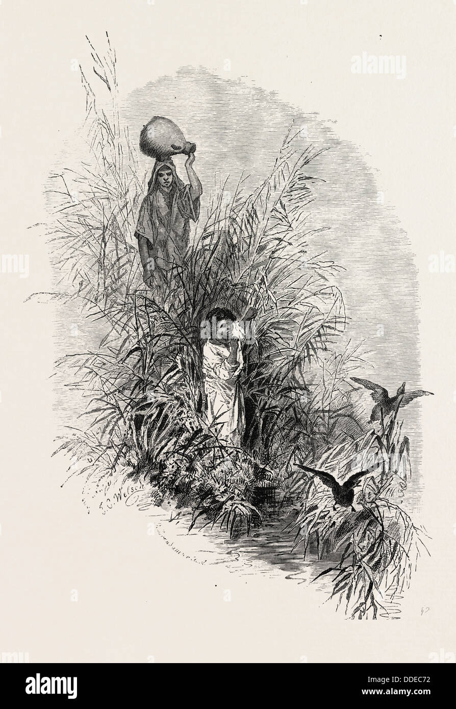 Among the reeds hi-res stock photography and images - Alamy