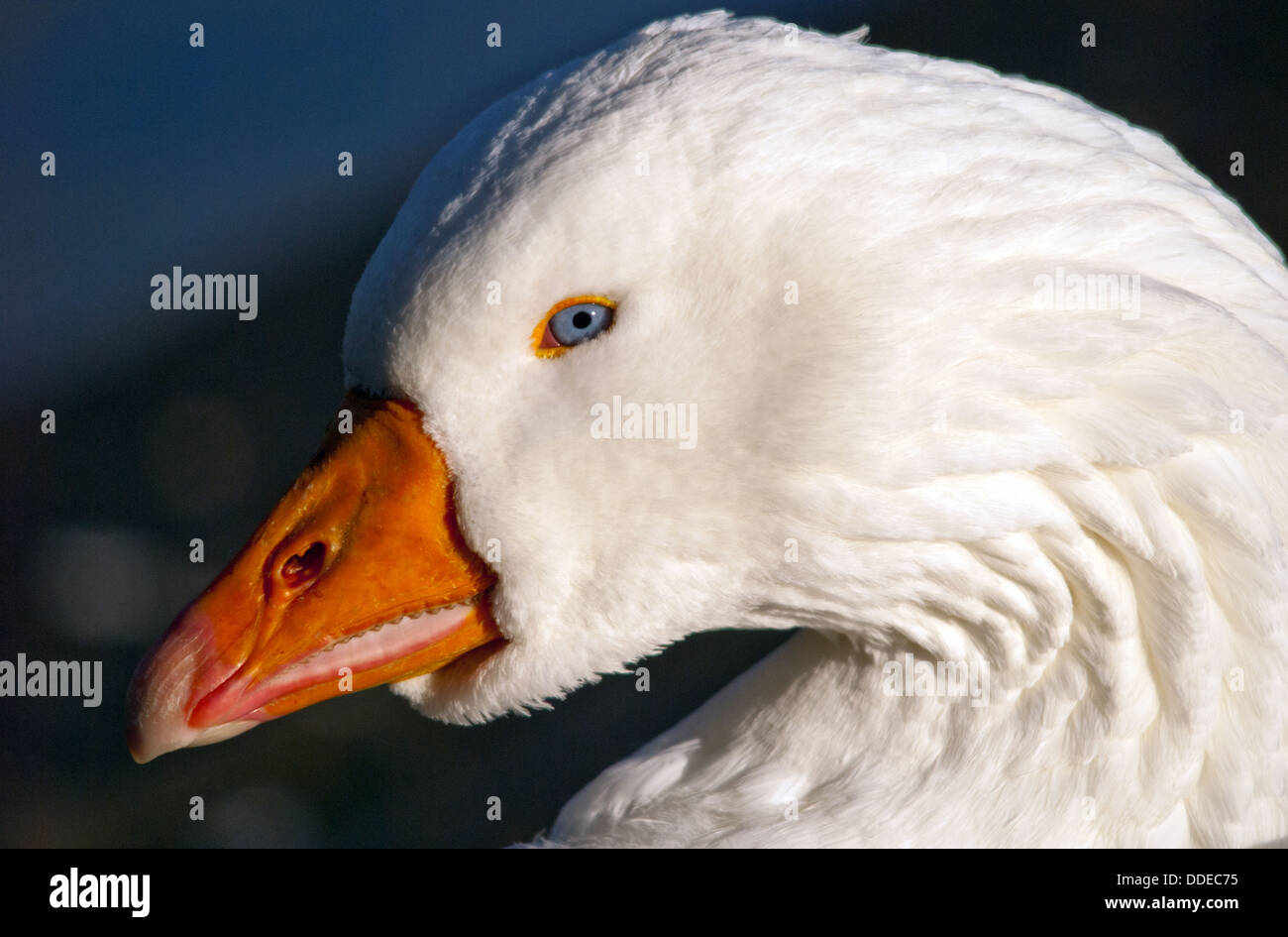 Roman goose hi-res stock photography and images - Alamy