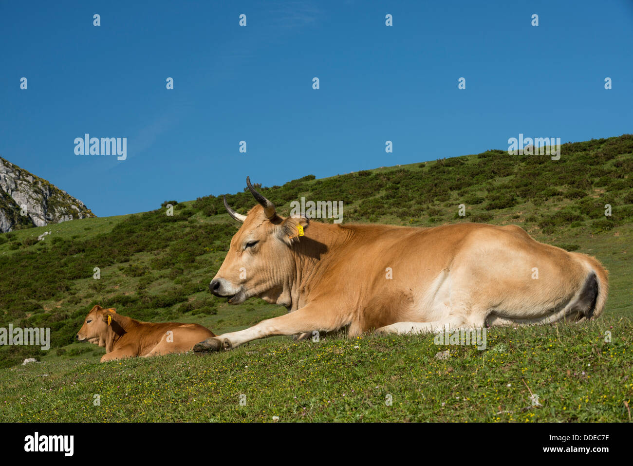 Cow relaxing near Ercina lake Stock Photo - Alamy