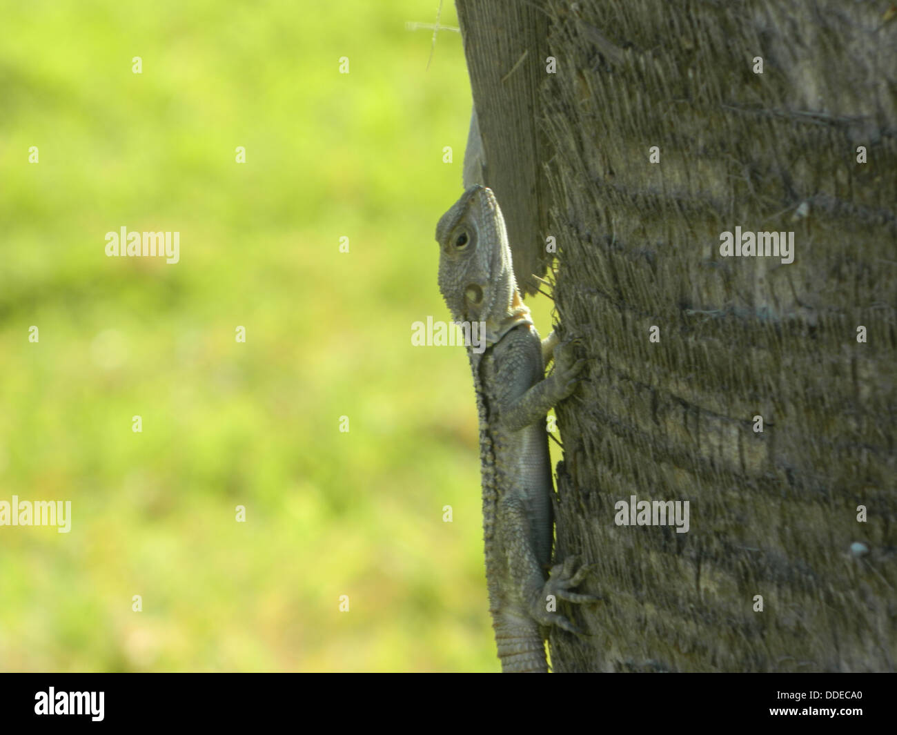 Lizard On tree Stock Photo - Alamy