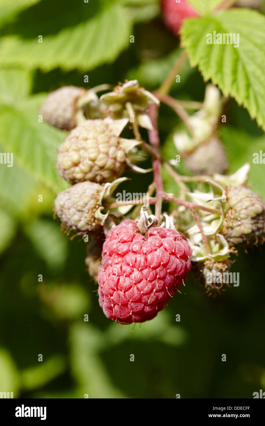 Rubus fruit stages hi-res stock photography and images - Alamy