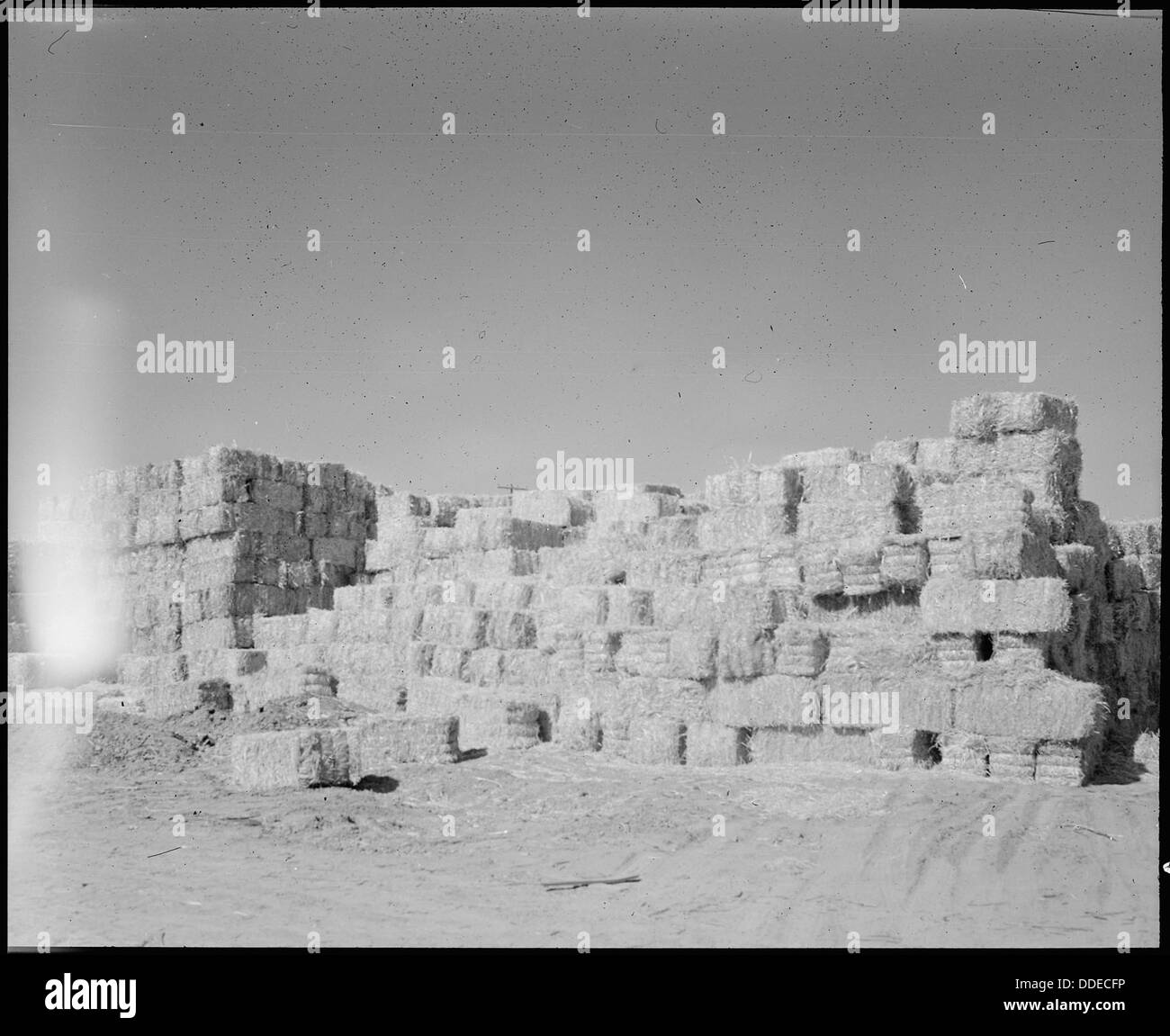 At the Poston, Arizona relocation center, straw is used for filling ...