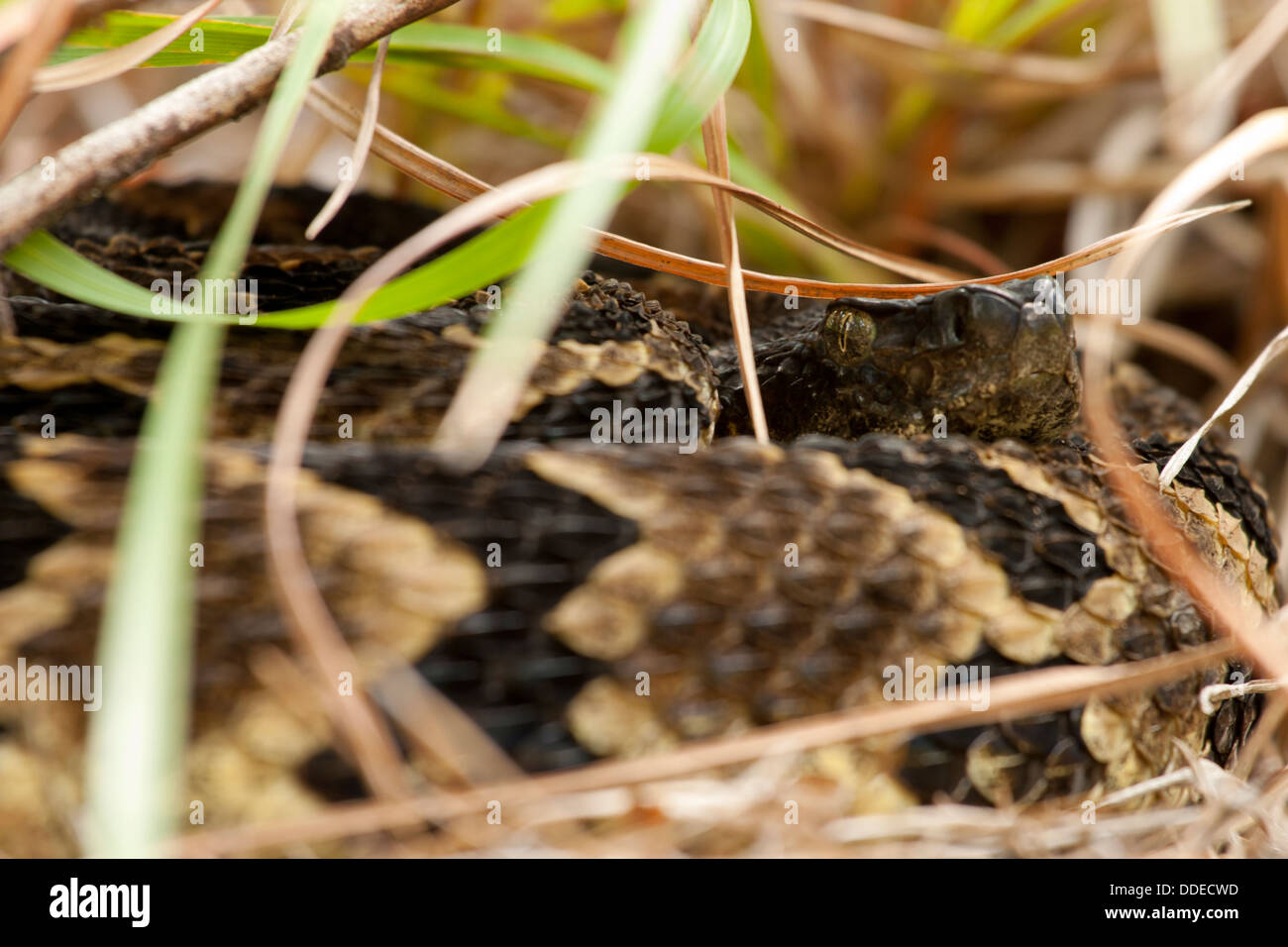 Gravid female timber rattlesnake - Crotalus horridus Stock Photo - Alamy