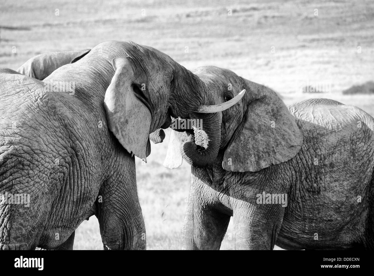 Bull elephant black and white hi-res stock photography and images - Alamy