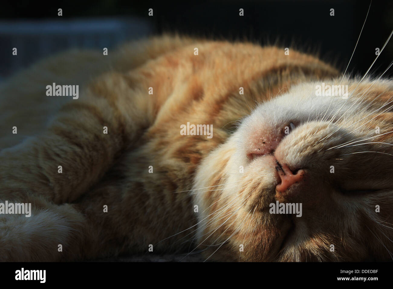 Ginger cat in sun hi-res stock photography and images - Alamy