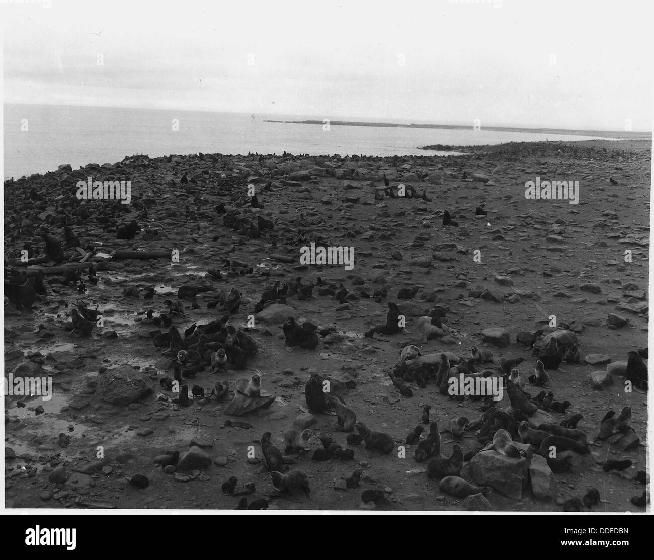 Rookeries Black and White Stock Photos & Images - Alamy