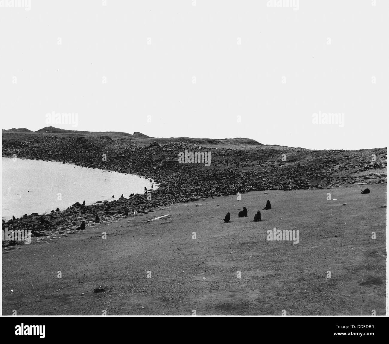 A rookery, a breeding ground for birds, is shown, demonstrating a vital ...
