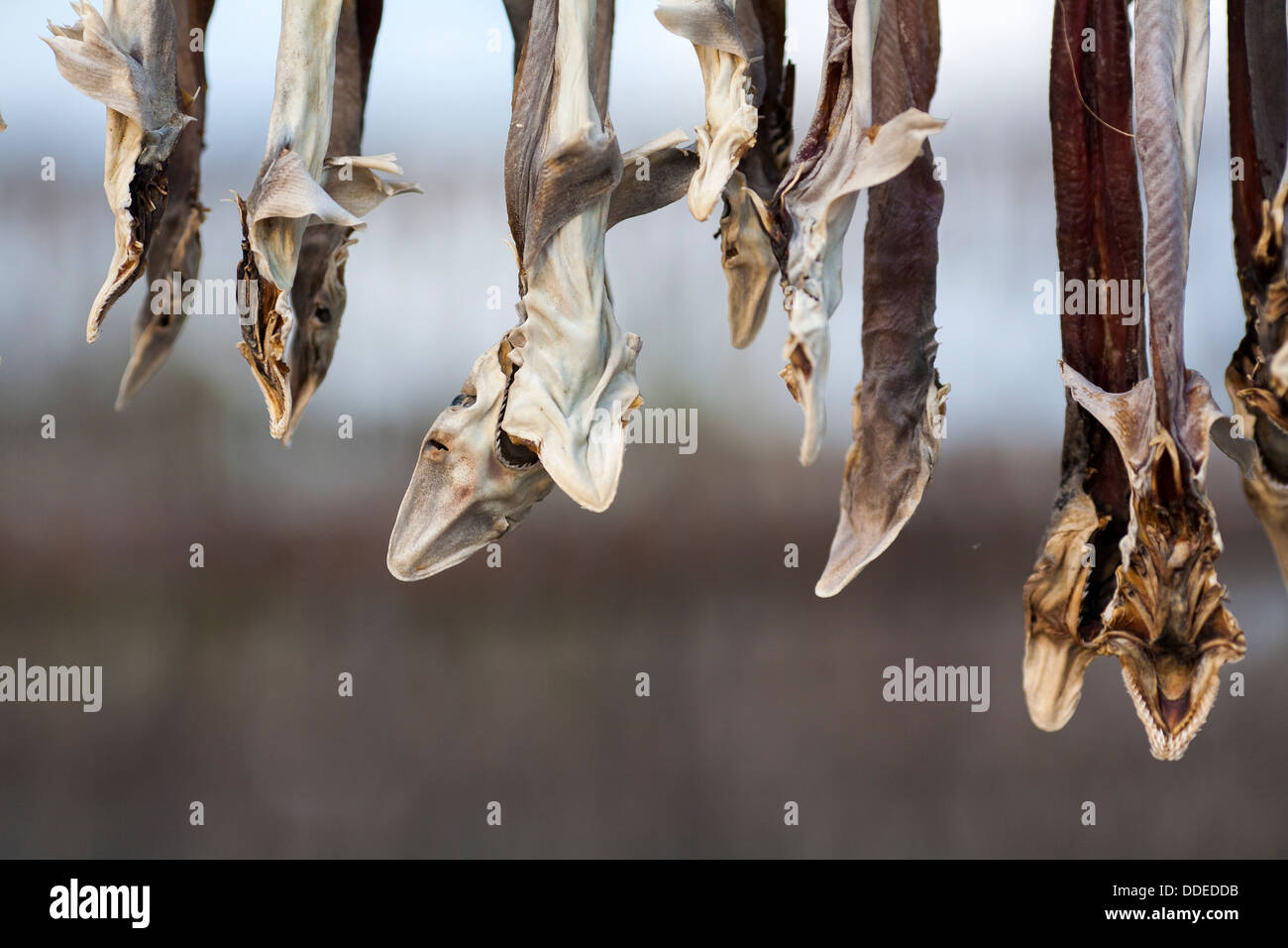 Dry fish to sell on the beach in Kuakata in the Patuakhali District of ...