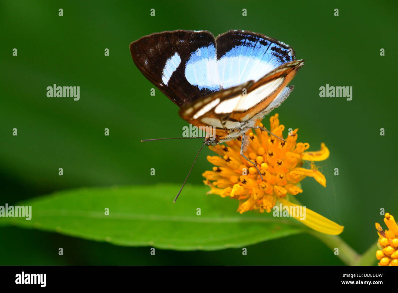 Beautiful Irenea Metalmark (Thisbe irenea) butterfly feeding on a ...