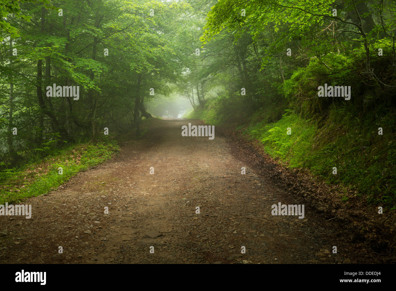 Horizontal forest hi-res stock photography and images - Alamy