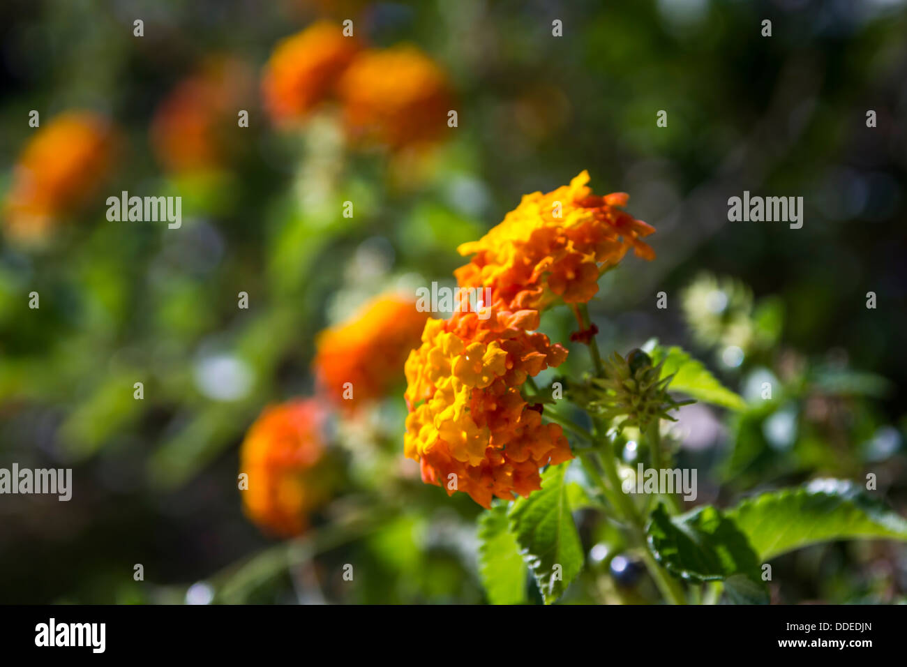 Vet flowers hi-res stock photography and images - Alamy