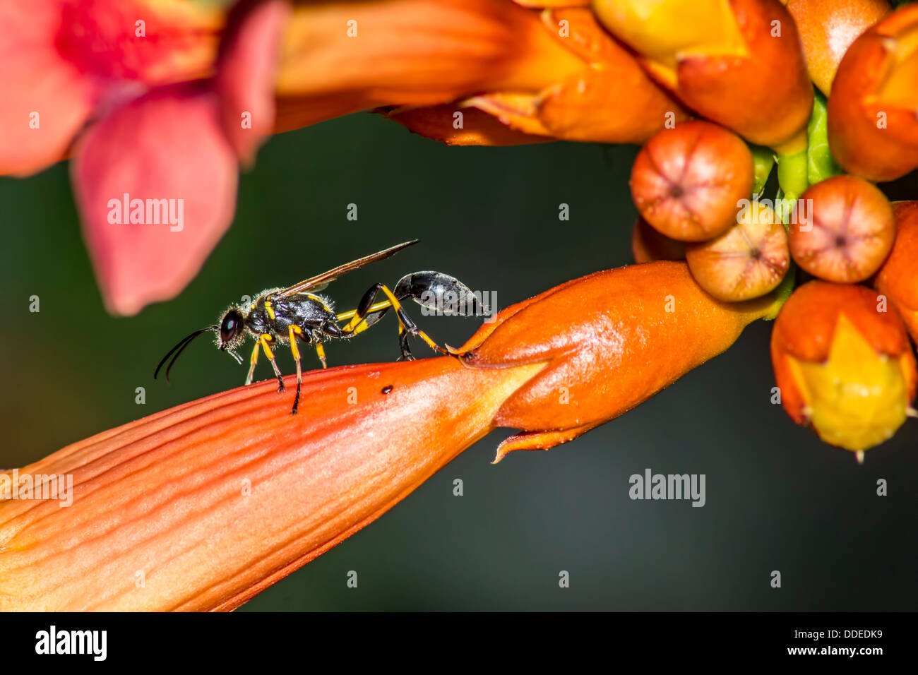 Portrait of a wasp Stock Photo - Alamy