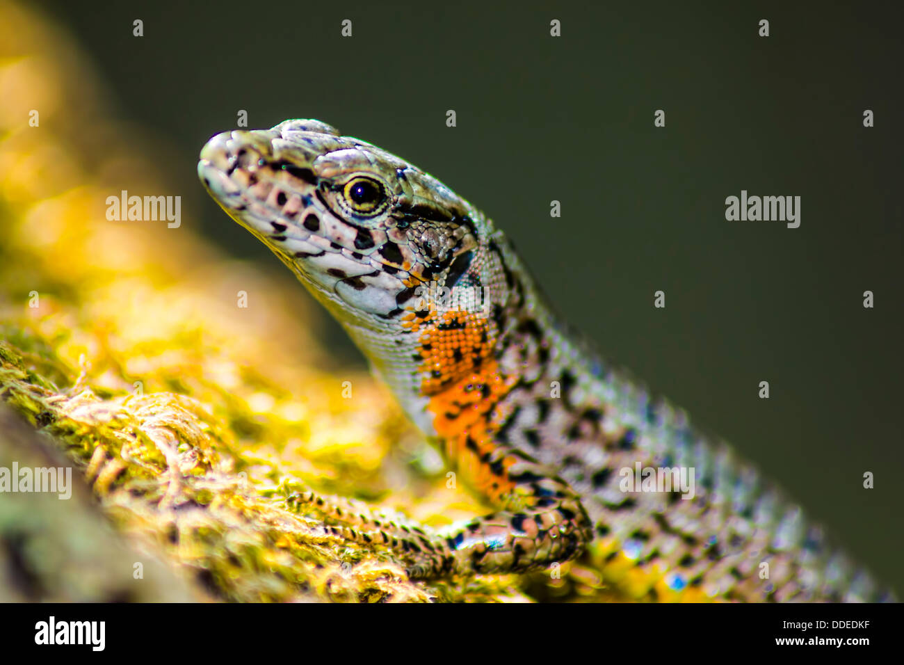 Portrait of a common lizard Stock Photo - Alamy