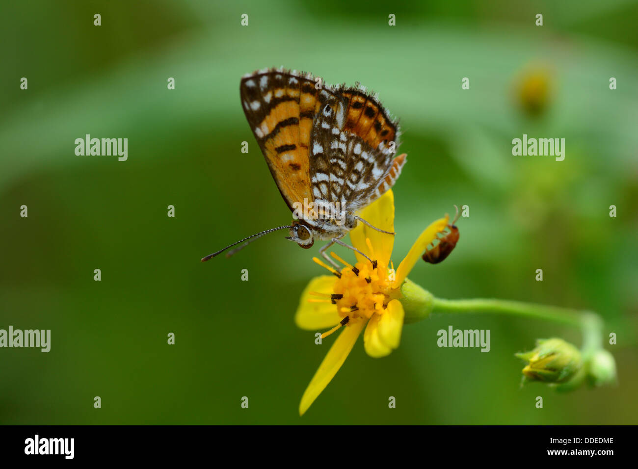 Tiny Elada Checkerspot butterfly drinking nectar from a yellow flower ...