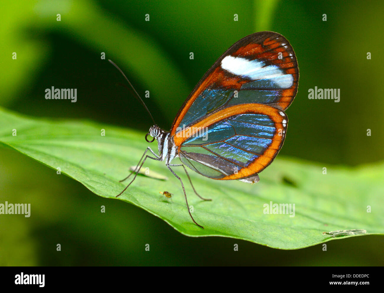 Beautiful Paula's Clearwing (Oleria paula) butterfly perched on a leaf ...