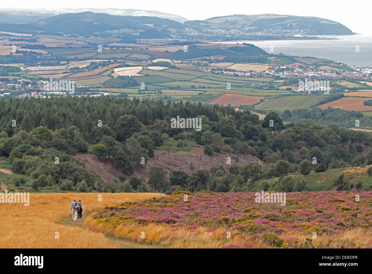 Quantock hills walk hi-res stock photography and images - Alamy