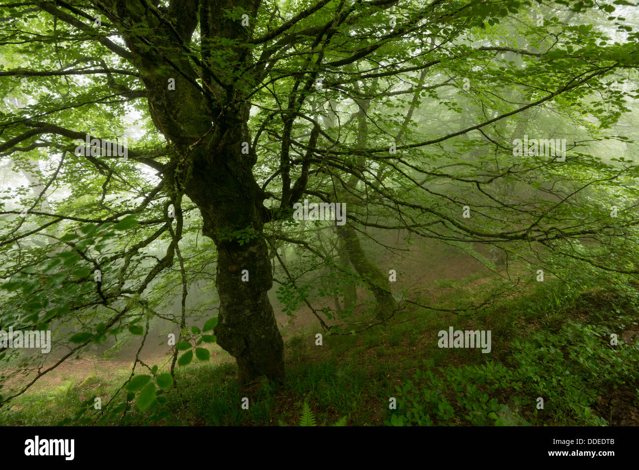 Horizontal forest hi-res stock photography and images - Alamy