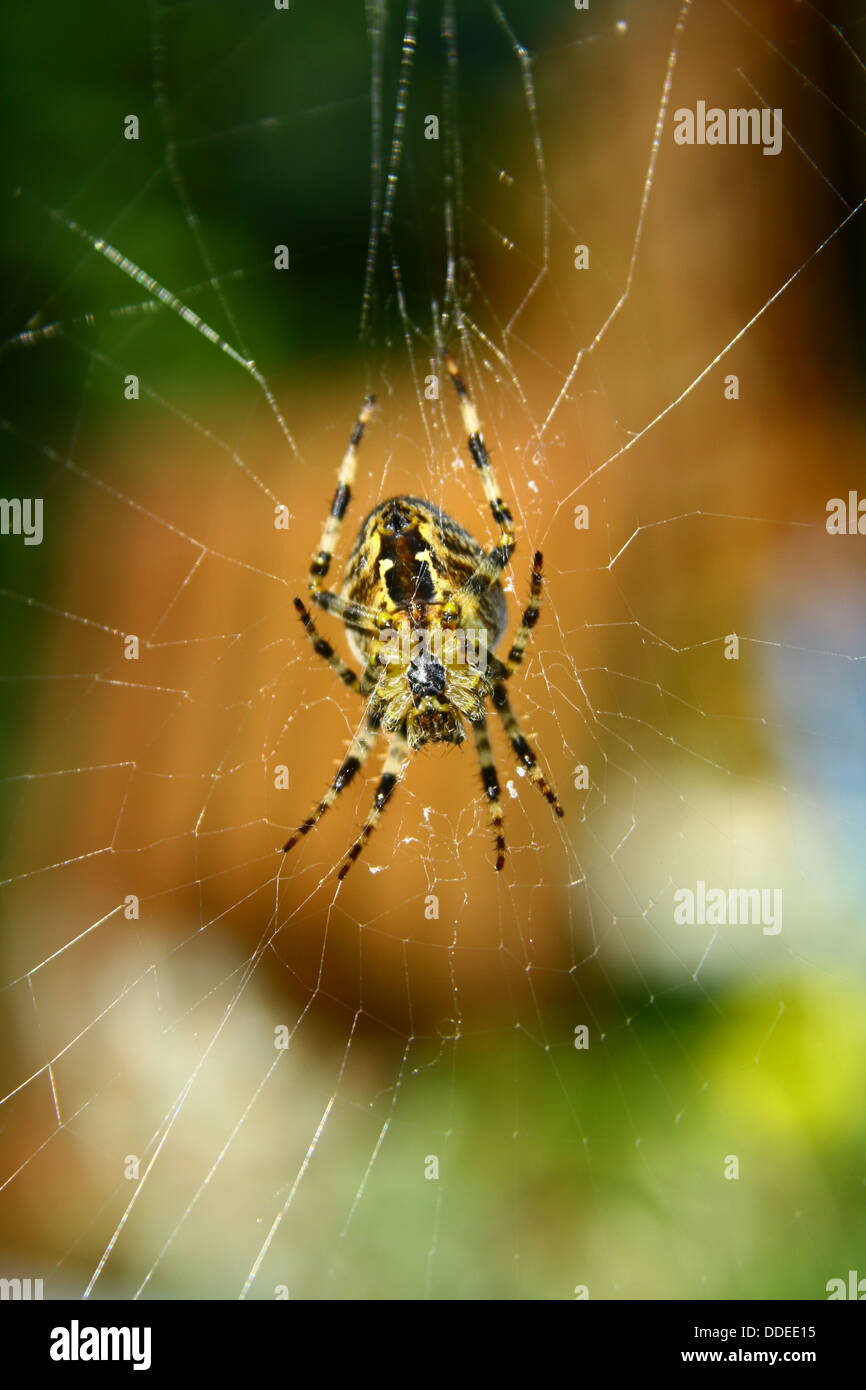 Close up of a wolf spider sitting in it's web Stock Photo - Alamy