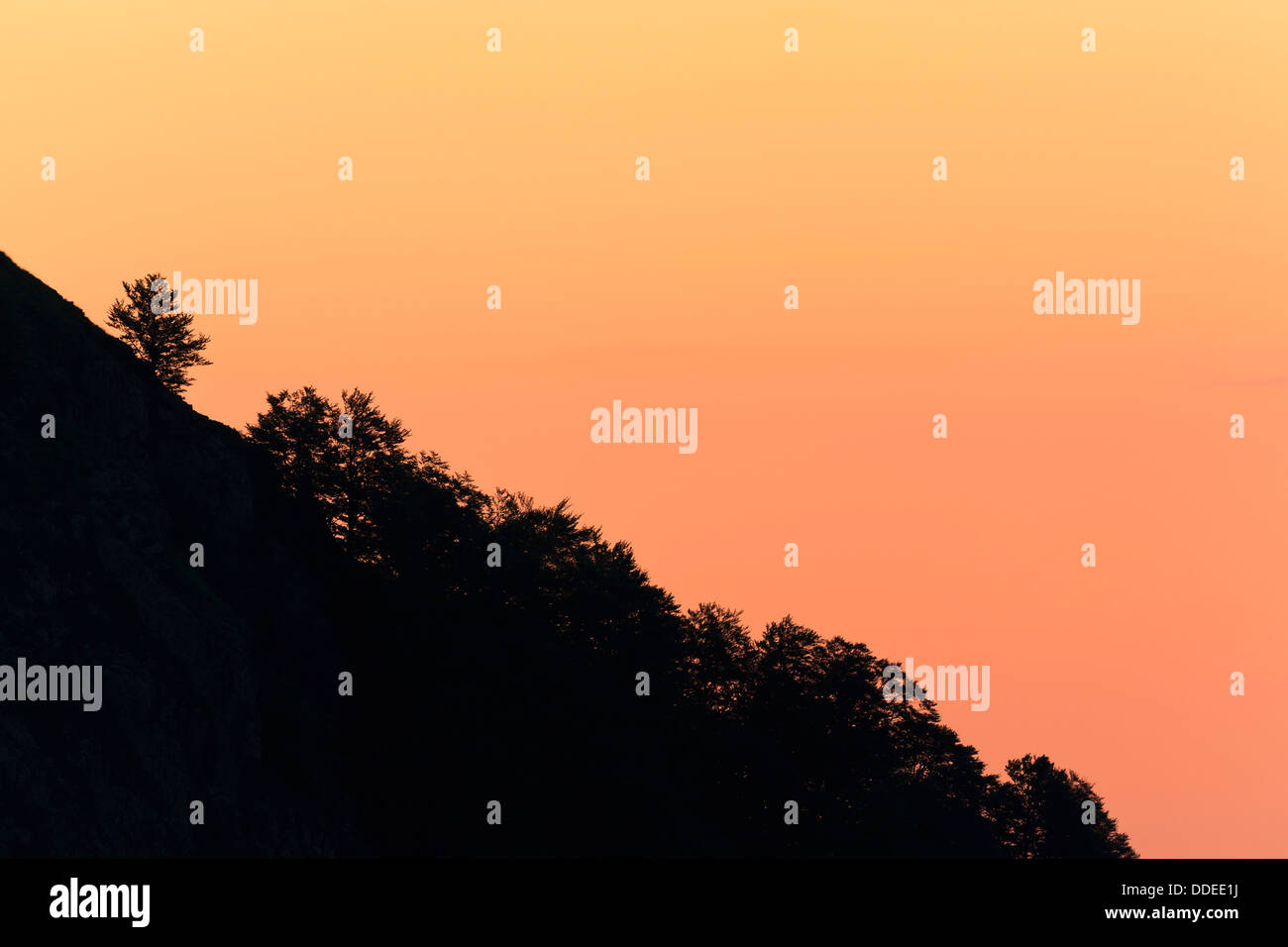 Silhouetted trees at sunset. Central Balkan National Park. Bulgaria ...