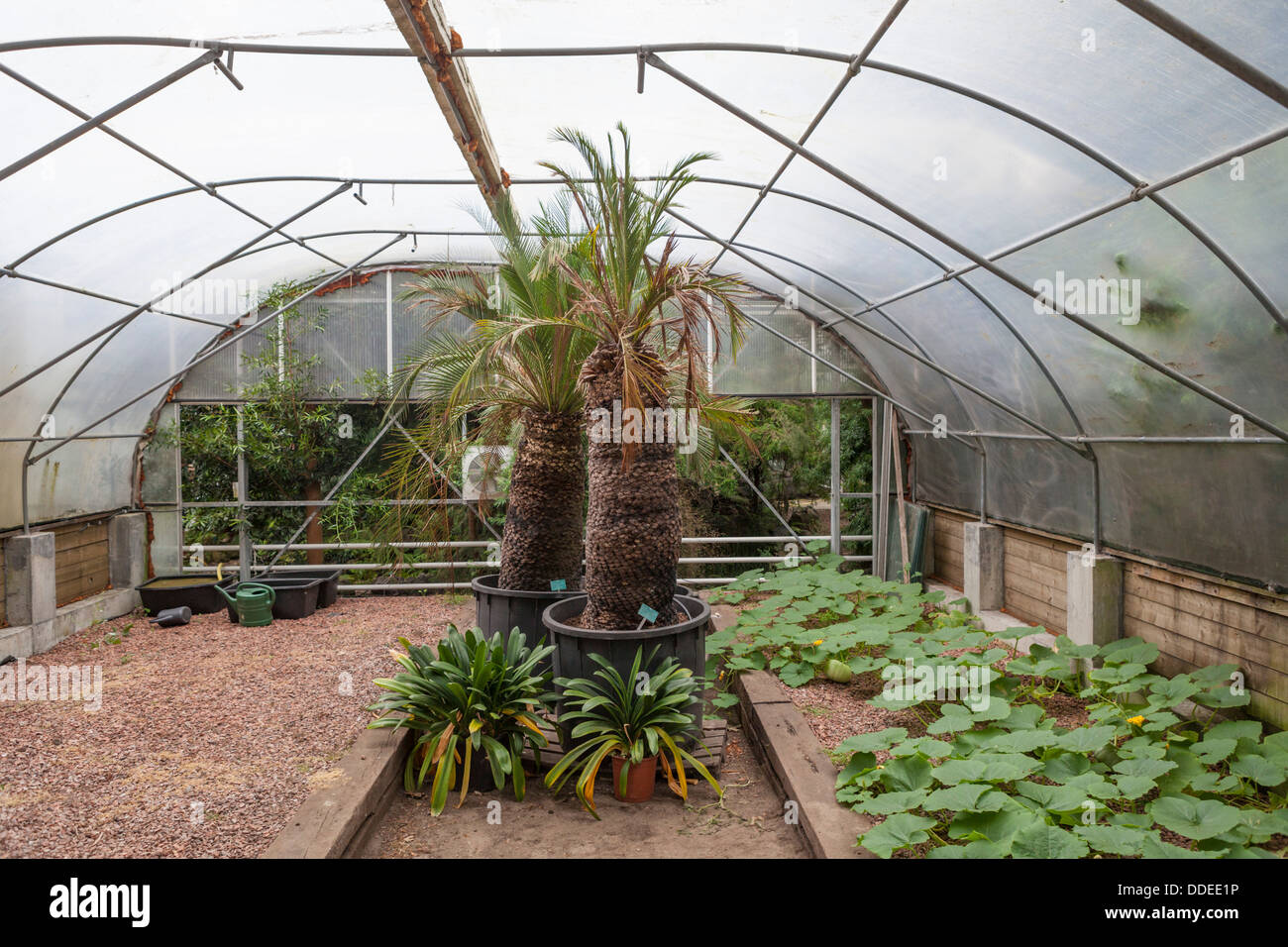 Greenhouse at the Pinetum in Hilversum in the Netherlands Stock Photo ...