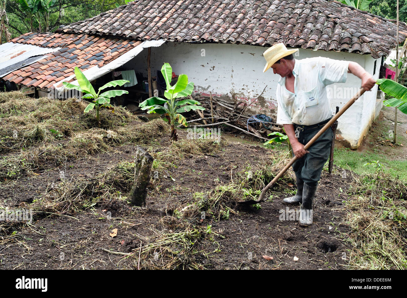 Bannana plantation hi-res stock photography and images - Alamy